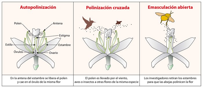 EL BLOG DE PHYTOMA: ABEJAS SILVESTRES MEJORAN LA CALIDAD Y OPTIMIZAN EL ...